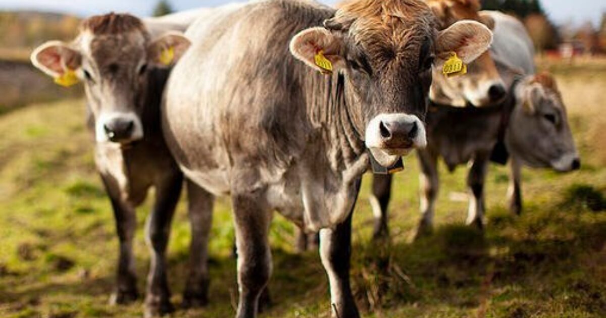 Norselab | Nofence expands internationally with digital fence solution