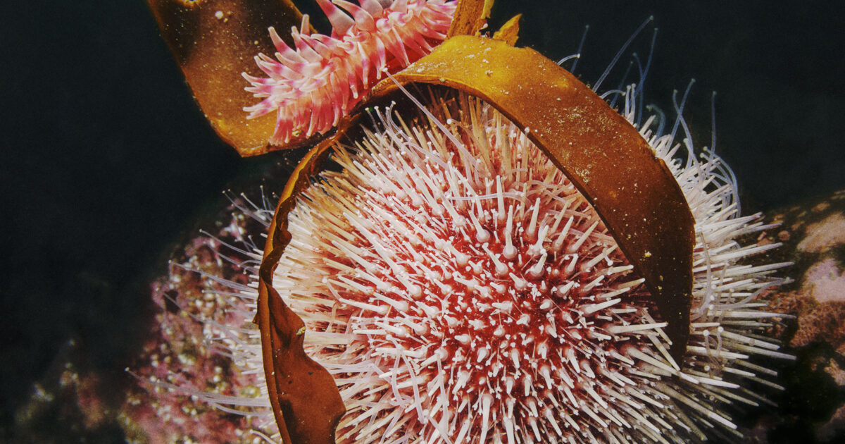 Norselab | Leading Change Below the Surface: Hear from Ava Ocean’s…