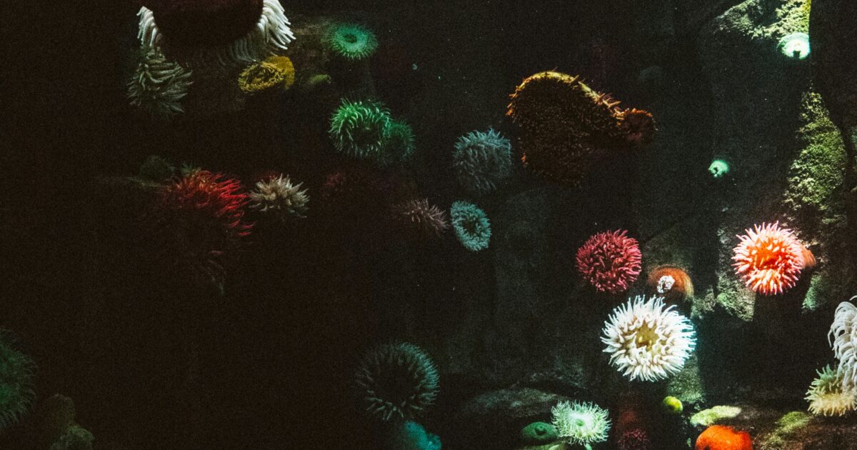 Norselab | Sustainable Seas: Ava Ocean's Game-Changing Innovation